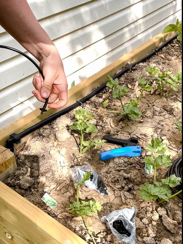 EASY Basic Drip System for Watering Raised Garden Beds - Crystel ...