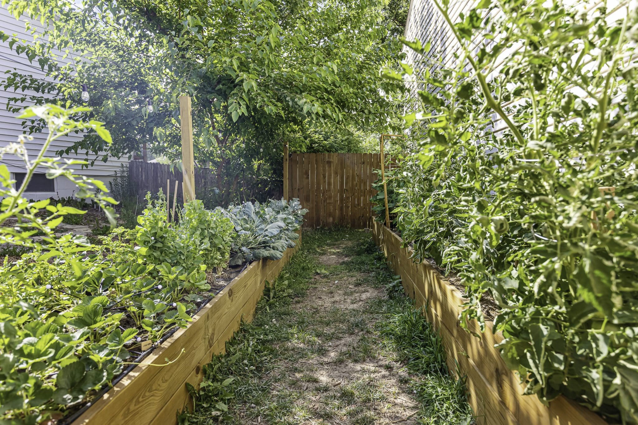 EASY Basic Drip System for Watering Raised Garden Beds - Crystel ...