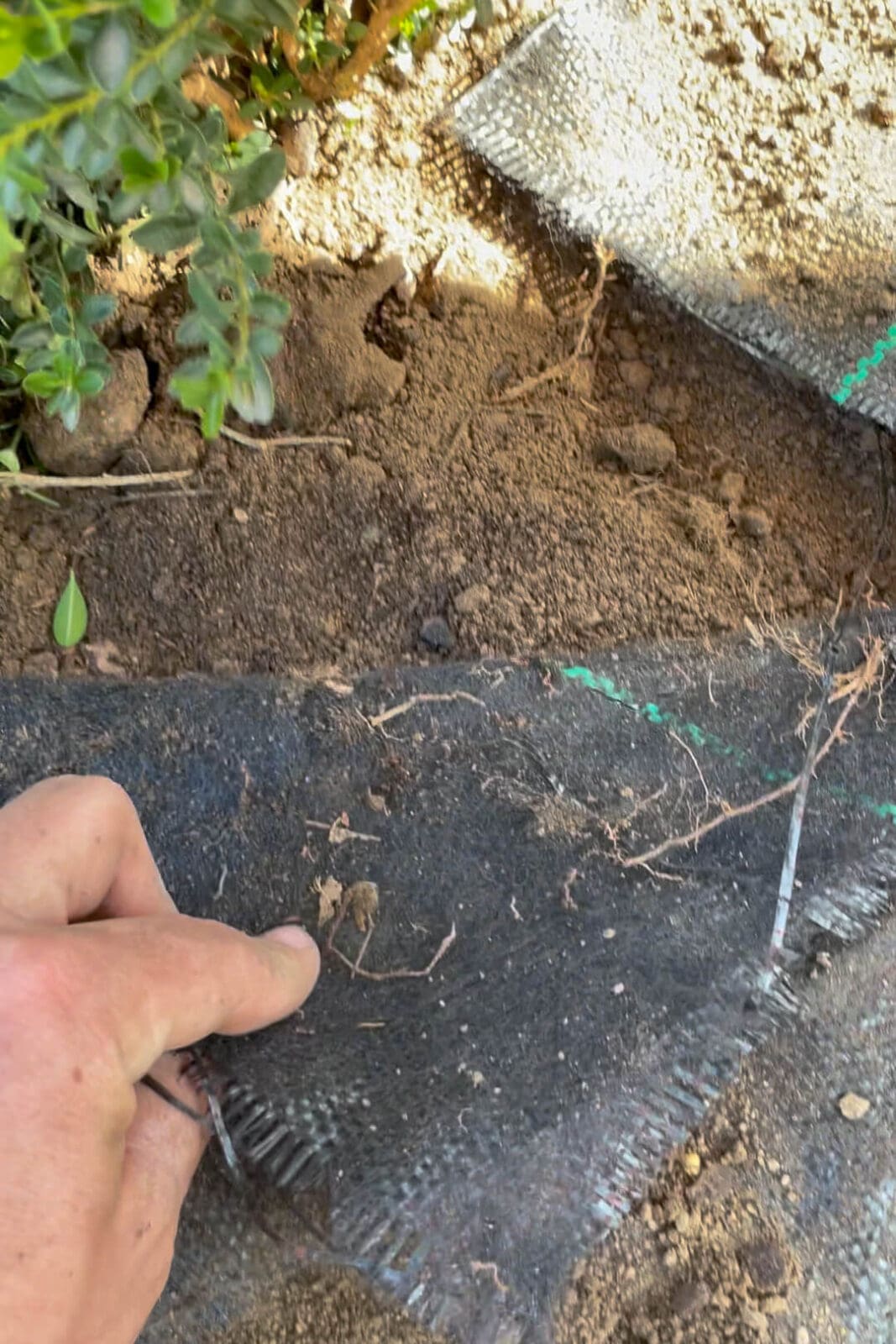 How to Make a Flower Bed Like a Pro | Crystel Montenegro Home